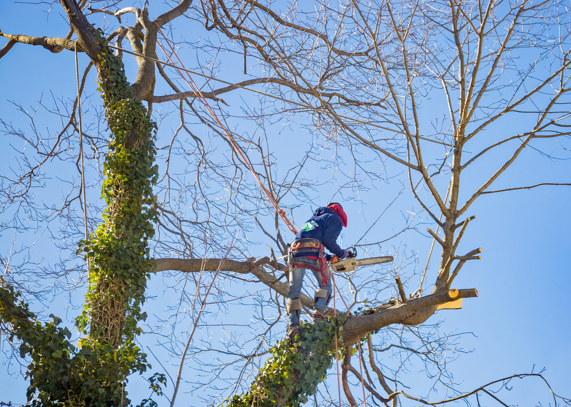 Tree Service - Jeremy Tree Services Landscaping LLC in Kentucky